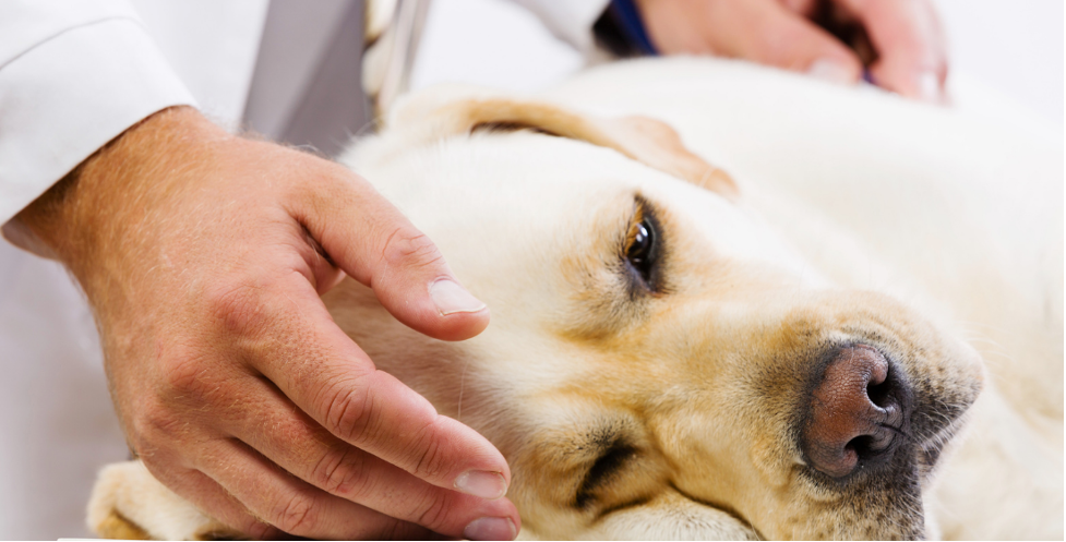 How to Help a Dog with Arthritis at Home – Bobby Bed